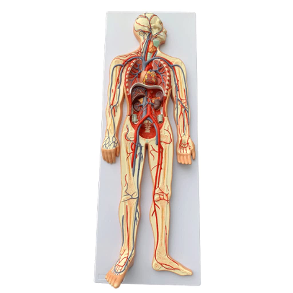 Model Teaching Model Human Circulatory System Model Whole Body Internal Organs Anatomy Model Cardiovascular Demonstration Model for Teaching