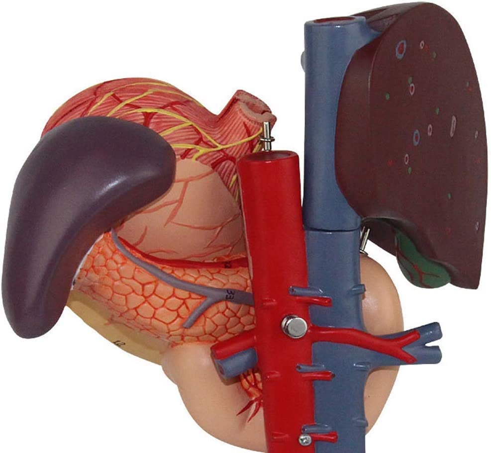 Educational Model, Assembly Educational Model Hepatopancreatic Duodenal Section Model Duodenal Anatomical Model Human Internal Organs Anatomical Model For Study Teaching Model For School,Education Te