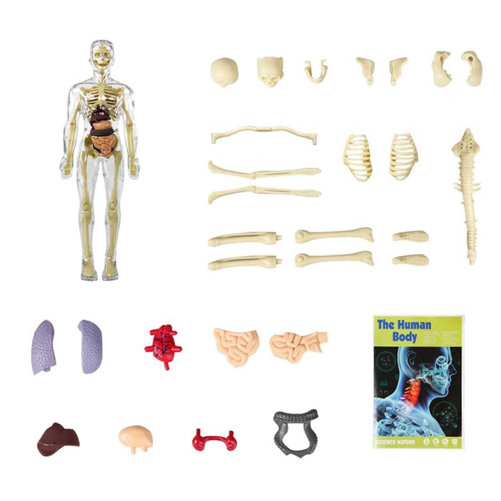 Bylesary 3D Human Body Torso Model for Kid Anatomy Model Skeleton and Heart Models Removable Assembly Organs Parts, Medical Anatomical Internal Organ Teaching Study Tools