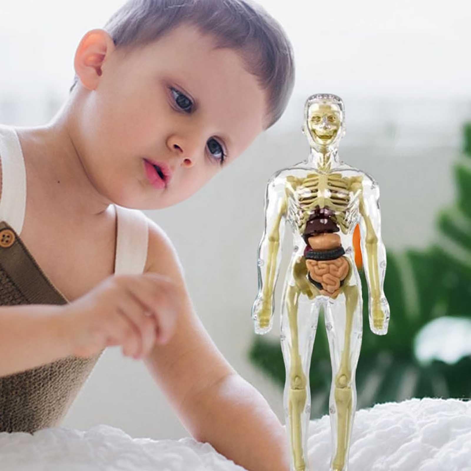 Bylesary 3D Human Body Torso Model for Kid Anatomy Model Skeleton and Heart Models Removable Assembly Organs Parts, Medical Anatomical Internal Organ Teaching Study Tools