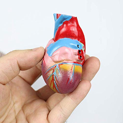 KINOFU Teaching Model, Assembly Human Torso Anatomy Model Human Internal Organs Anatomical Decoration Teaching Aids,42Cm Educational Materials for School,Education Anatomy Biology Teaching Aids