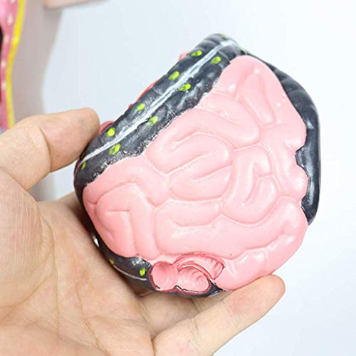 KINOFU Teaching Model, Assembly Human Torso Anatomy Model Human Internal Organs Anatomical Decoration Teaching Aids,42Cm Educational Materials for School,Education Anatomy Biology Teaching Aids