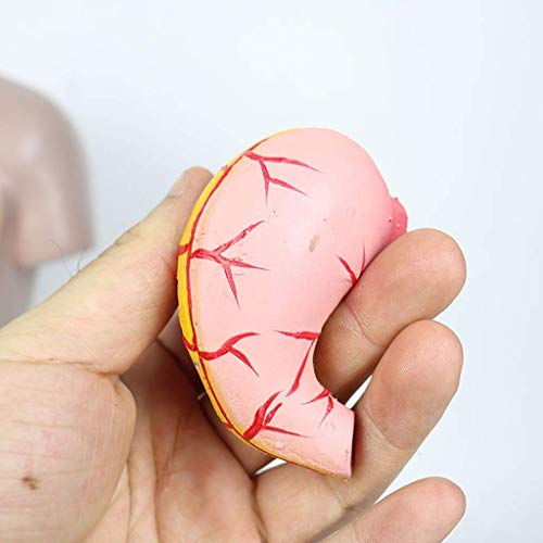 KINOFU Teaching Model, Assembly Human Torso Anatomy Model Human Internal Organs Anatomical Decoration Teaching Aids,42Cm Educational Materials for School,Education Anatomy Biology Teaching Aids