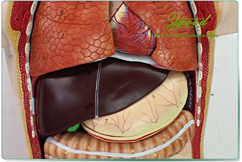 Professional Medical Anatomy of Human Organ System Trunk Thoracic Cavity Structure Model of The Internal Organs
