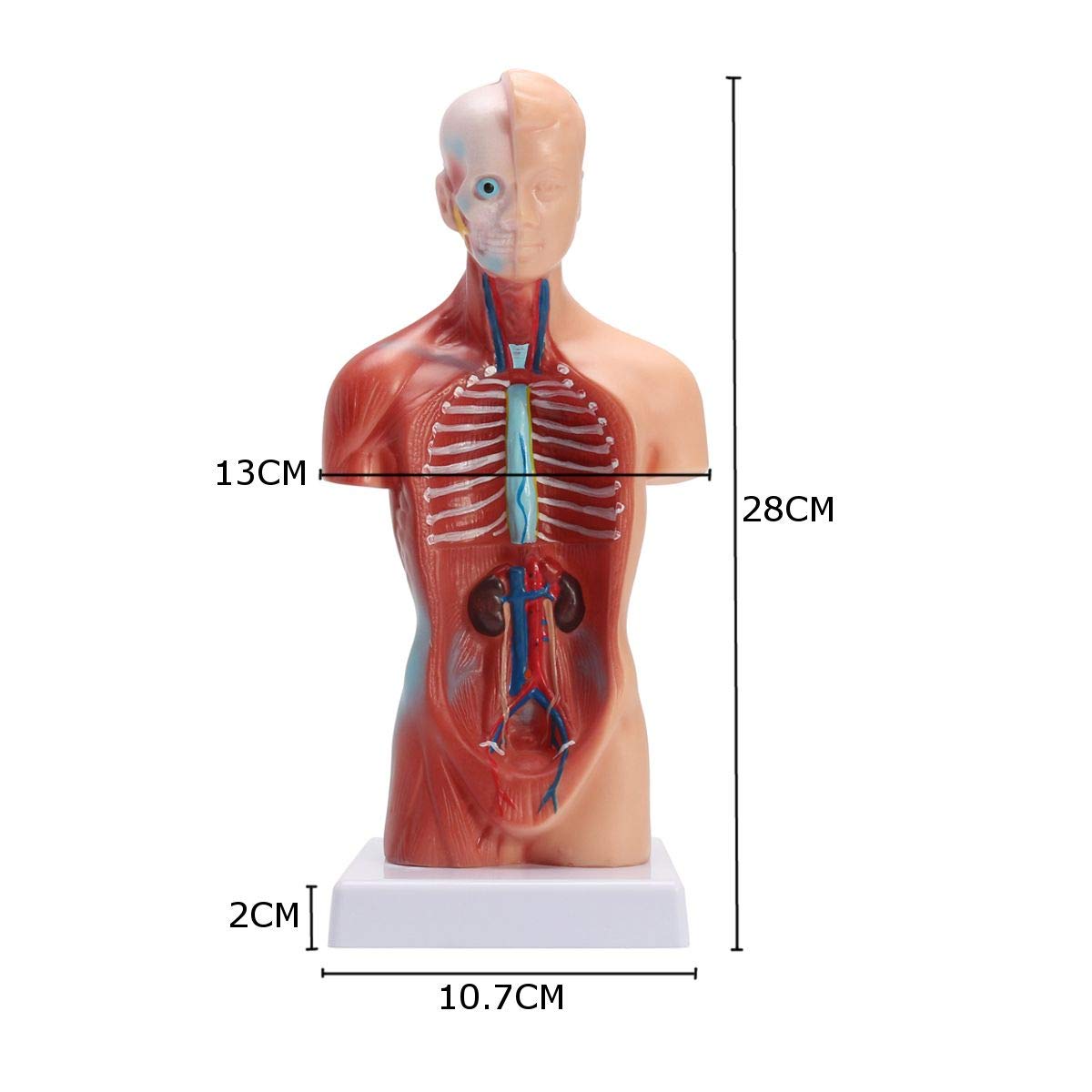 Professional Medical Anatomy of Human Organ System Trunk Thoracic Cavity Structure Model of The Internal Organs