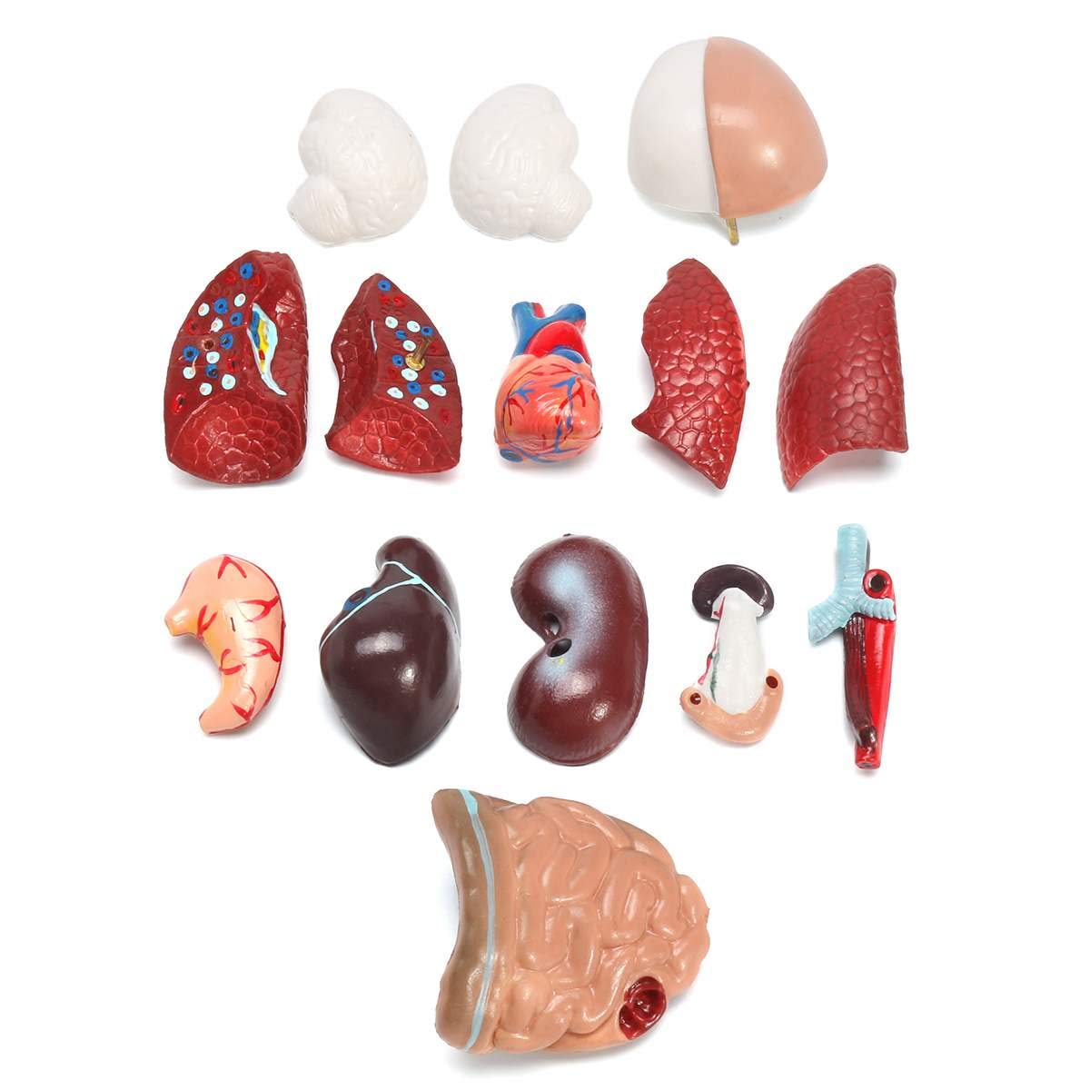 Professional Medical Anatomy of Human Organ System Trunk Thoracic Cavity Structure Model of The Internal Organs