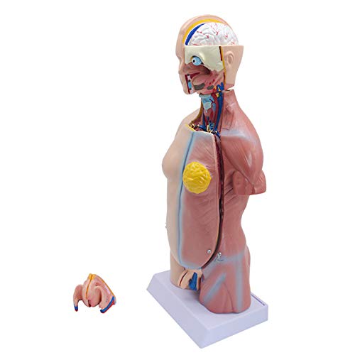 Human Torso Body Model Anatomy Anatomical Medical Internal Organs for Teaching 28CM Torso Human Torso Model with Internal Organs - for Study Teaching