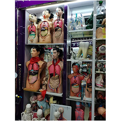 Human Torso Body Model Anatomy Anatomical Medical Internal Organs for Teaching 28CM Torso Human Torso Model with Internal Organs - for Study Teaching