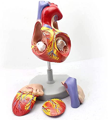 VEKETE Educational Model Enlarged Version of Human Heart Anatomical Model, Medical Teaching Heart, Suitable for Human Internal Organs Anatomy Science Classroom Research Tea