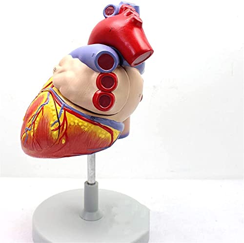 VEKETE Educational Model Enlarged Version of Human Heart Anatomical Model, Medical Teaching Heart, Suitable for Human Internal Organs Anatomy Science Classroom Research Tea