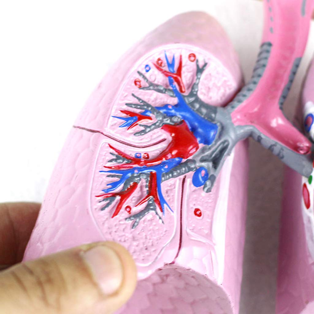 KH66ZKY Human Respiratory System Model Medical Supplies Human Internal Organs Nasopharyngeal Anatomy Respiratory Lung Structure Teaching Tool