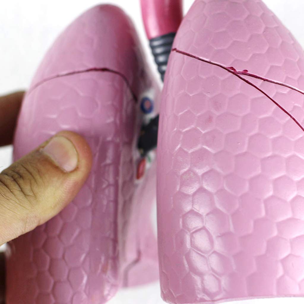 KH66ZKY Human Respiratory System Model Medical Supplies Human Internal Organs Nasopharyngeal Anatomy Respiratory Lung Structure Teaching Tool