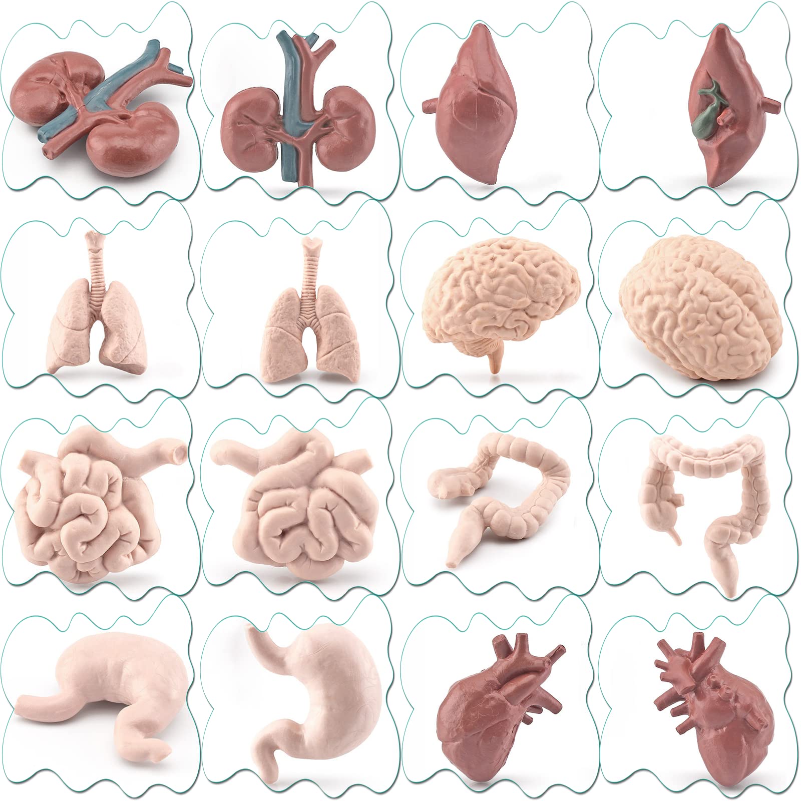 8PCS Human Organs Model Mini Human Body Parts Anatomy Toys for Kids, Anatomy Models Physiology Study Tools Students Sciences Learning Kit