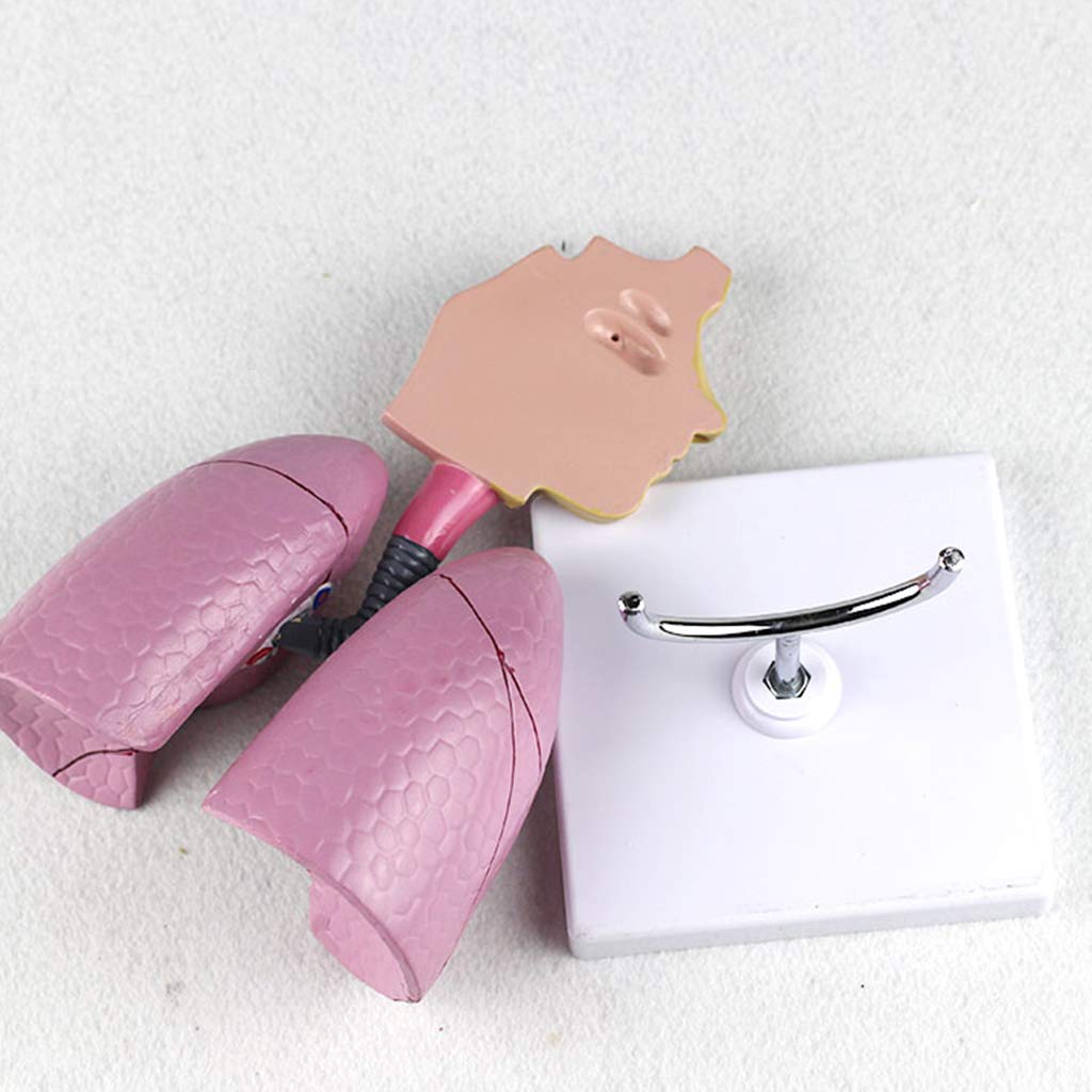 KH66ZKY Human Respiratory System Model Medical Supplies Human Internal Organs Nasopharyngeal Anatomy Respiratory Lung Structure Teaching Tool