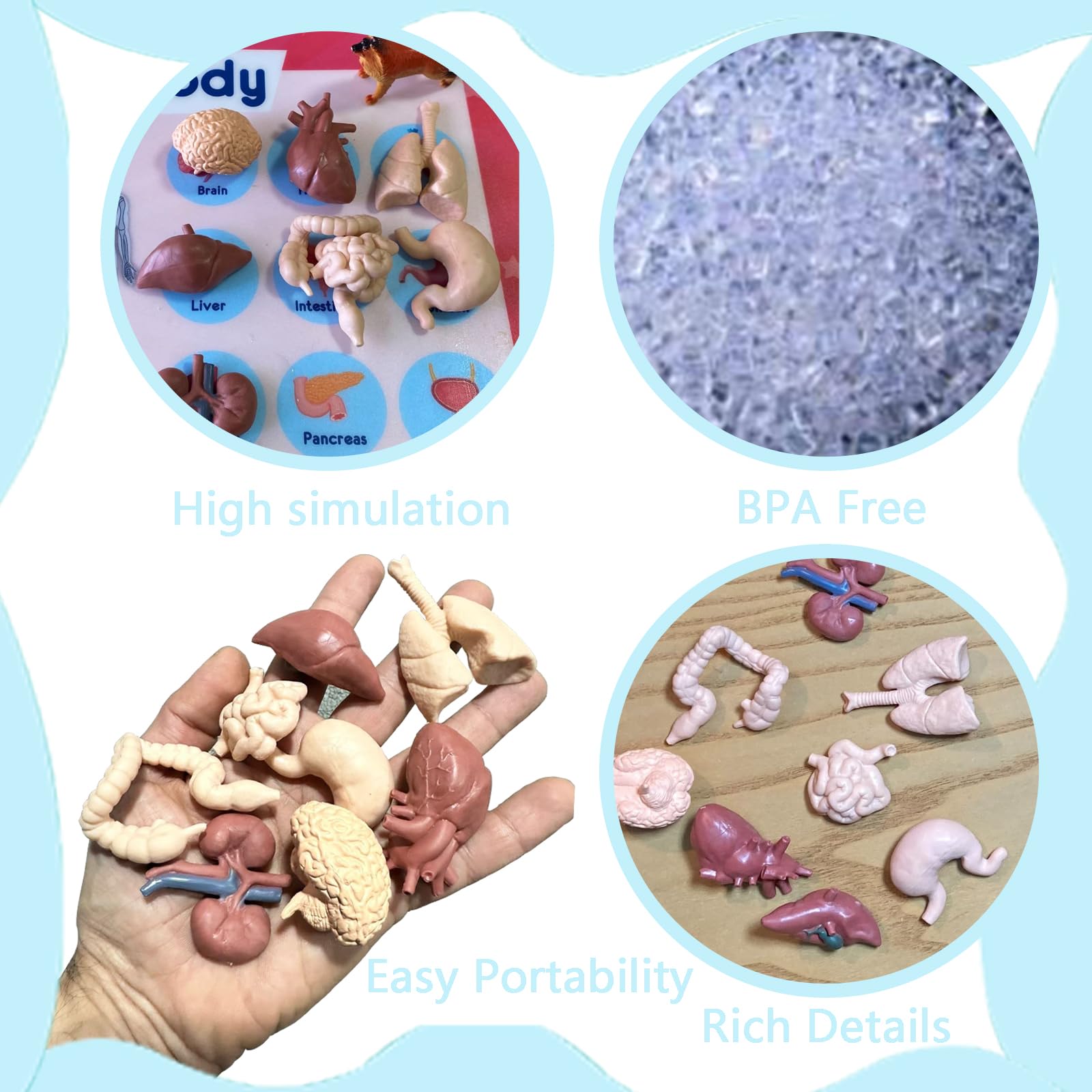 8PCS Human Organs Model Mini Human Body Parts Anatomy Toys for Kids, Anatomy Models Physiology Study Tools Students Sciences Learning Kit