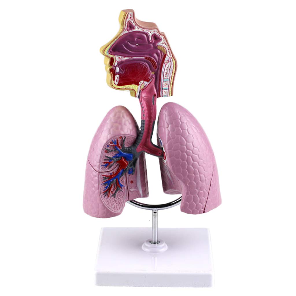 KH66ZKY Human Respiratory System Model Medical Supplies Human Internal Organs Nasopharyngeal Anatomy Respiratory Lung Structure Teaching Tool