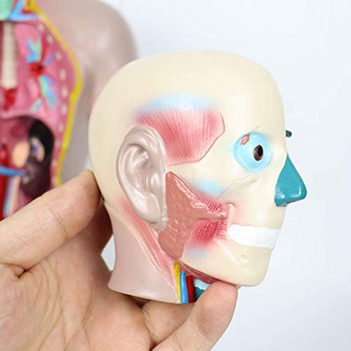 KINOFU Educational Model, Assembly Educational Model 42Cm Human Torso Anatomy Model Human Internal Organs Anatomical Model for Teaching Aids for School,Education Teaching Aids