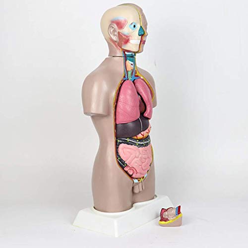 KINOFU Educational Model, Assembly Educational Model 42Cm Human Torso Anatomy Model Human Internal Organs Anatomical Model for Teaching Aids for School,Education Teaching Aids