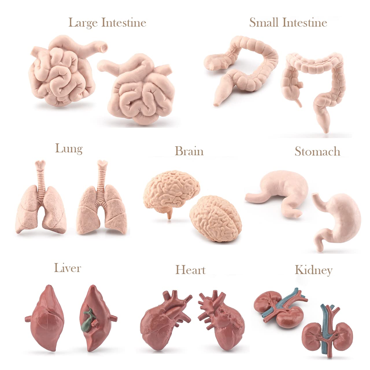 8 Pcs Human Organ Model Mini Body Parts Anatomical Figure Realistic Brain Heart Lung Liver Stomach Large Intestine Small Intestine Kidney Models