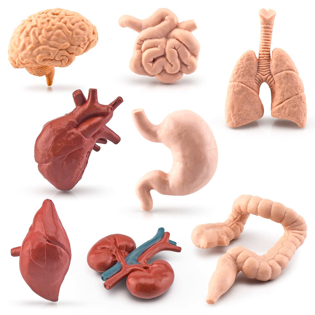8 Pcs Human Organ Model Mini Body Parts Anatomical Figure Realistic Brain Heart Lung Liver Stomach Large Intestine Small Intestine Kidney Models