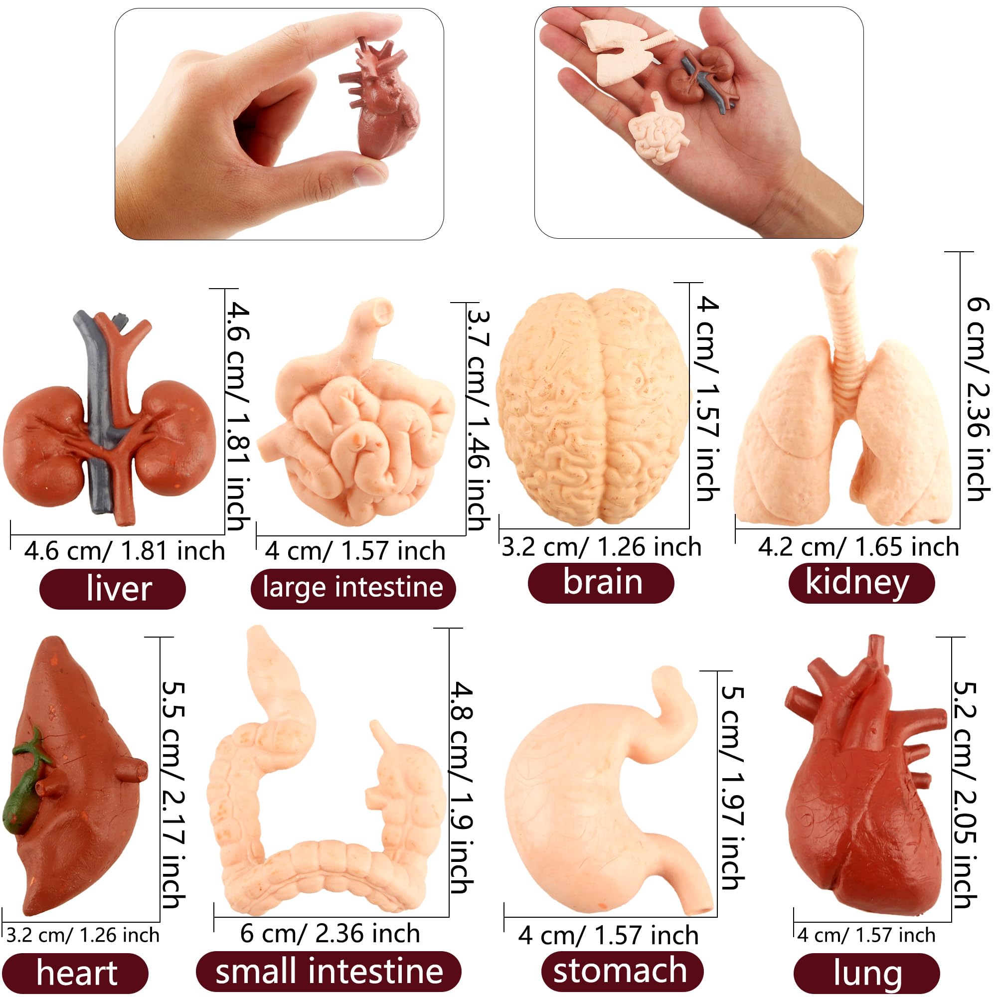 SGBETTER 16 Pack Human Organ Model Human Anatomy Toy Halloween Fake Simulation Human Body Parts for Kids Physiology Study Tools Halloween Decor, 8 Styles