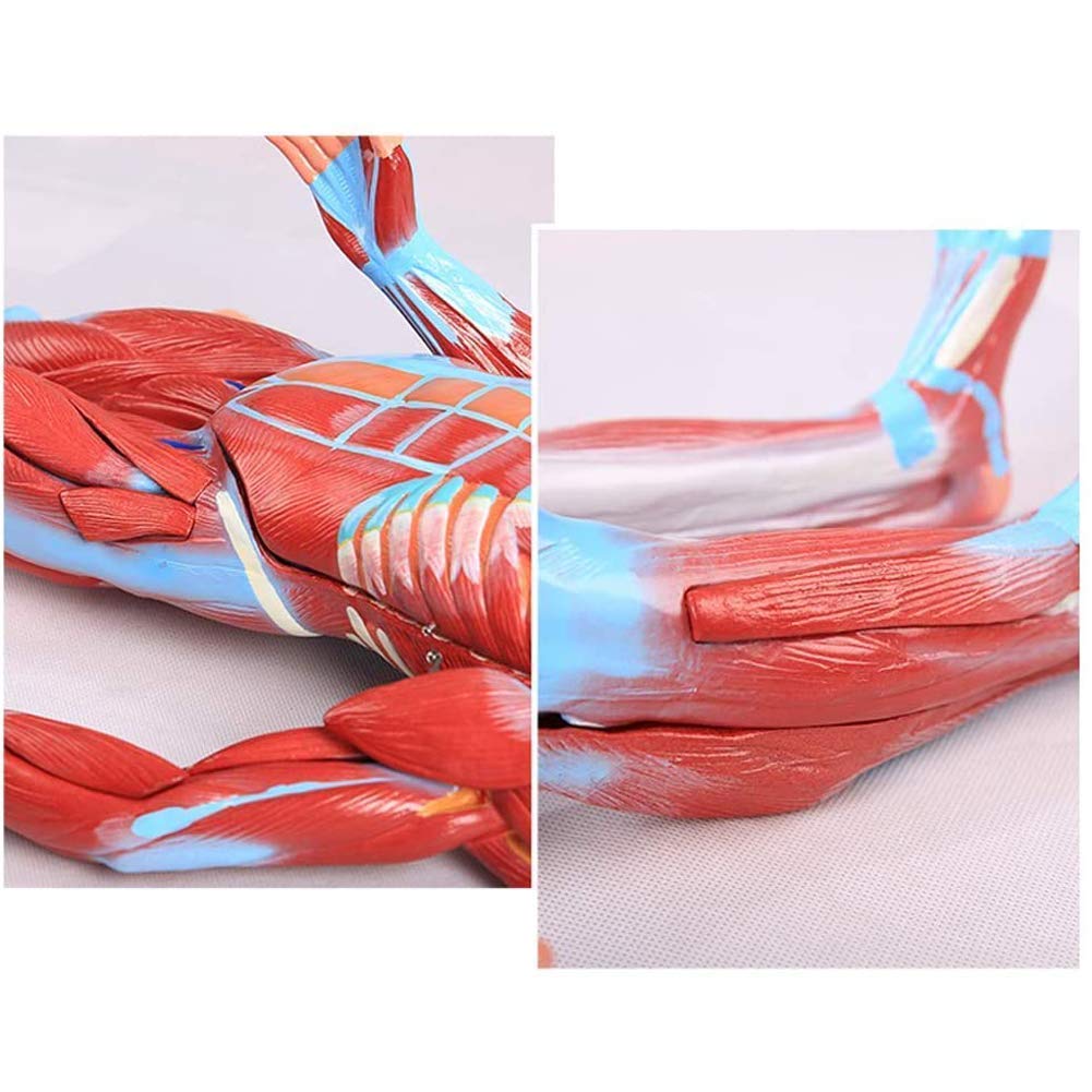 KINOFU Educational Model, Human Muscle Anatomical Model 80Cm Chest Human Internal Organs Anatomical Skeleton Model in Teaching to The Teaching Aids