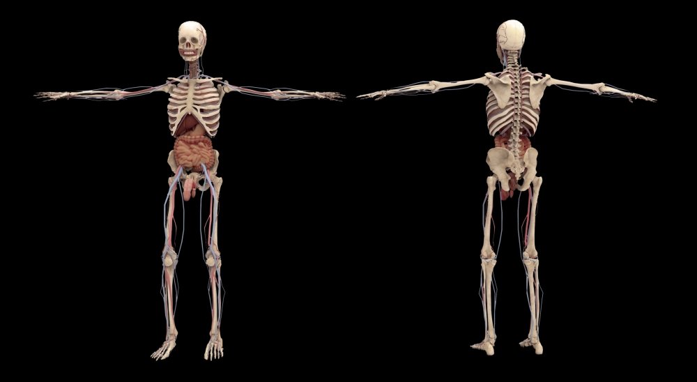 Posterazzi 3D rendering of human skeleton with internal organs Poster Print, (19 x 10)