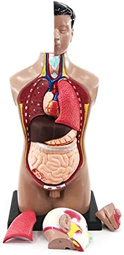 PSVOD Torso Model - Human Internal Organs Anatomy Male Female Torso Anatomical Model - Human Body Torso Model,Medical Teaching Learning Model Exquisite