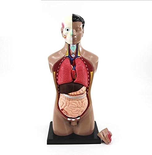 PSVOD Torso Model - Human Internal Organs Anatomy Male Female Torso Anatomical Model - Human Body Torso Model,Medical Teaching Learning Model Exquisite