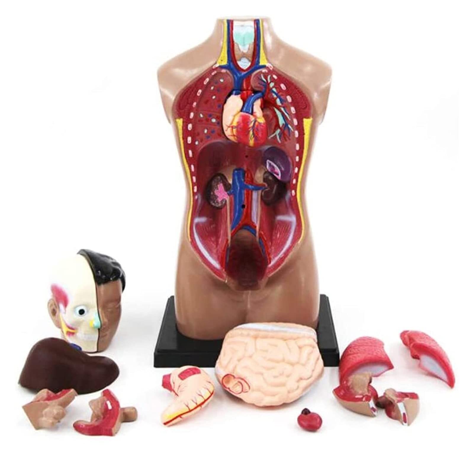 PSVOD Torso Model - Human Internal Organs Anatomy Male Female Torso Anatomical Model - Human Body Torso Model,Medical Teaching Learning Model Exquisite