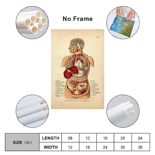 Internal Organs Of The Human Body From The Household Physician Canvas Wall Art Print Poster For Home School Office Decor Unframe 12x18inch(30x45cm)