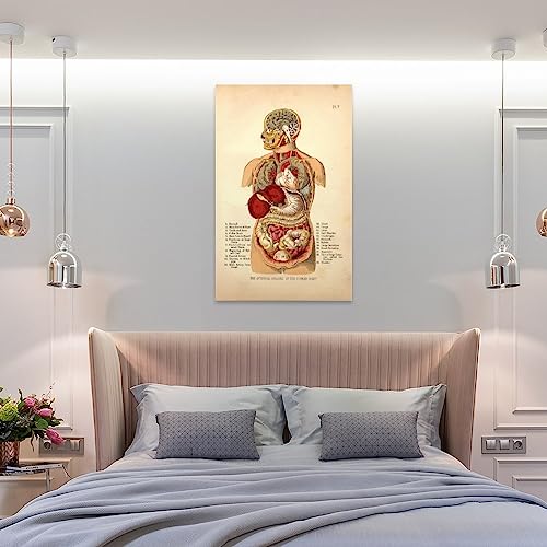 Internal Organs Of The Human Body From The Household Physician Canvas Wall Art Print Poster For Home School Office Decor Unframe 12x18inch(30x45cm)
