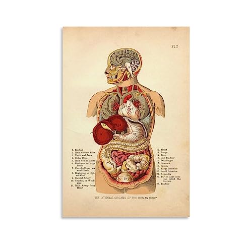 Internal Organs Of The Human Body From The Household Physician Canvas Wall Art Print Poster For Home School Office Decor Unframe 12x18inch(30x45cm)