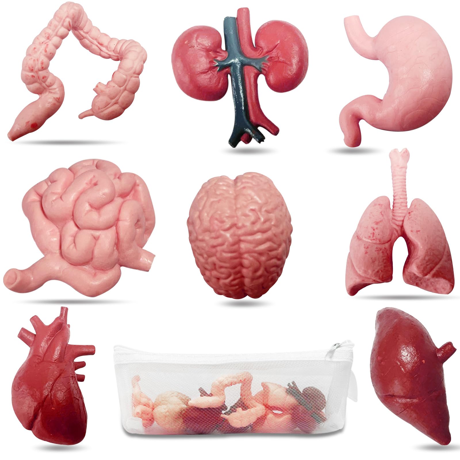 8 Pcs Human Body Model for Kids Human Organ Model Anatomy, 3D Anatomy Model Realistic Brain Heart Lung Liver Stomach Large Intestine Small Intestine Kidney Models for Halloween Party Prop