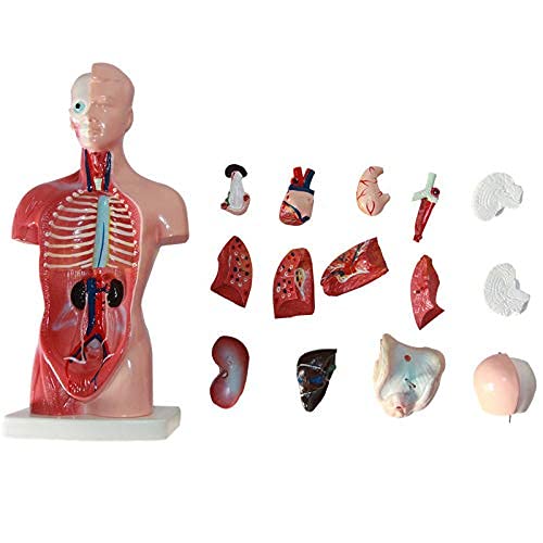 Human Torso Anatomical Skeleton 26cm Life Size Model Internal Organs Removable Health Demonstrations