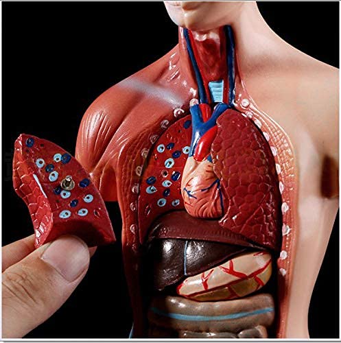 Human Torso Anatomical Skeleton 26cm Life Size Model Internal Organs Removable Health Demonstrations