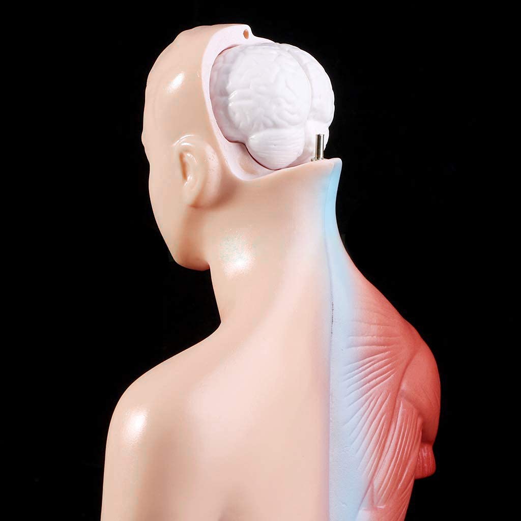 Human Torso Anatomical Skeleton 26cm Life Size Model Internal Organs Removable Health Demonstrations