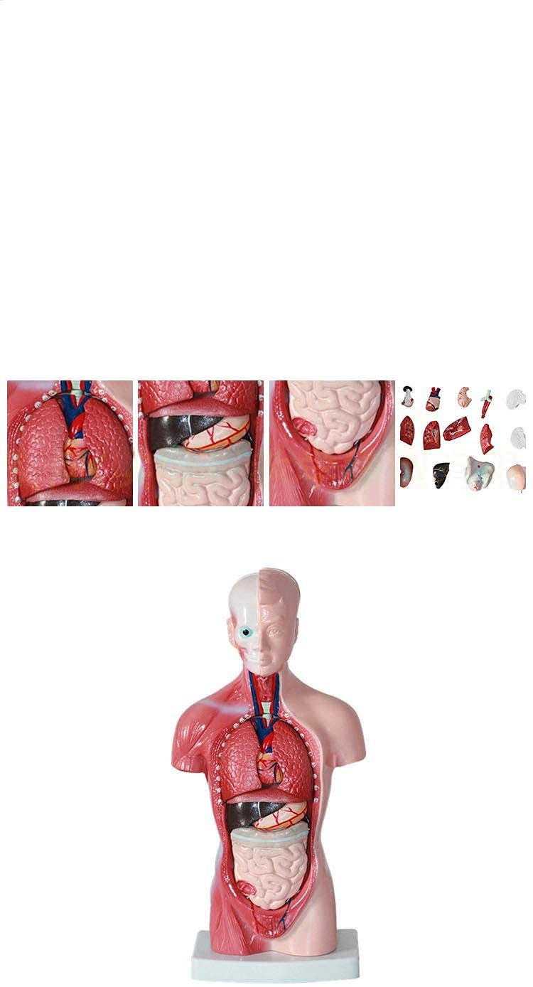 Human Torso Anatomical Skeleton 26cm Life Size Model Internal Organs Removable Health Demonstrations