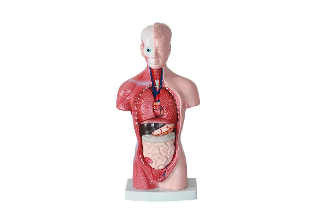 Human Torso Anatomical Skeleton 26cm Life Size Model Internal Organs Removable Health Demonstrations