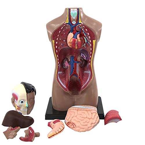 WFTD Removable Torso Model, Human Internal Organs Male Torso Anatomical Model Organ Structure Building for Children's Science Popularization and Medical Teaching