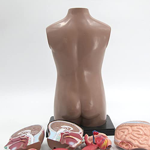 WFTD Removable Torso Model, Human Internal Organs Male Torso Anatomical Model Organ Structure Building for Children's Science Popularization and Medical Teaching