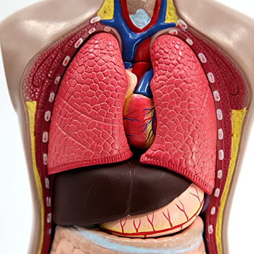 WFTD Removable Torso Model, Human Internal Organs Male Torso Anatomical Model Organ Structure Building for Children's Science Popularization and Medical Teaching