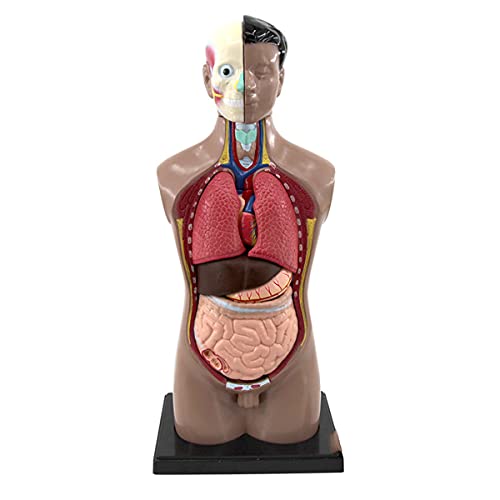 WFTD Removable Torso Model, Human Internal Organs Male Torso Anatomical Model Organ Structure Building for Children's Science Popularization and Medical Teaching
