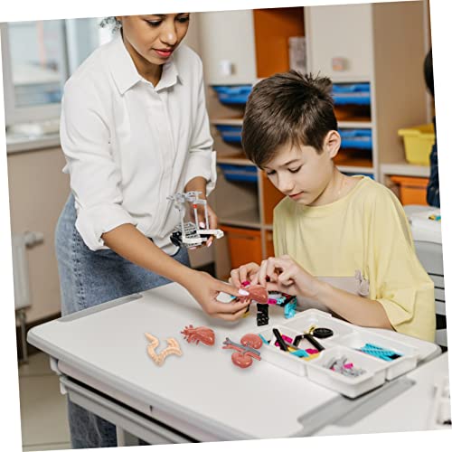 2 Sets Human Visceral Model Human Teaching Aid Human Torso Body Model Human Internal Organs Model Human Body Model Torso and Skeleton Models Anatomy Mannequin PVC Child Major Suite