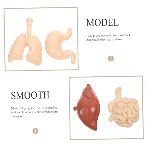 2 Sets Human Visceral Model Human Teaching Aid Human Torso Body Model Human Internal Organs Model Human Body Model Torso and Skeleton Models Anatomy Mannequin PVC Child Major Suite