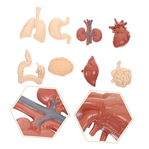 2 Sets Human Visceral Model Human Teaching Aid Human Torso Body Model Human Internal Organs Model Human Body Model Torso and Skeleton Models Anatomy Mannequin PVC Child Major Suite