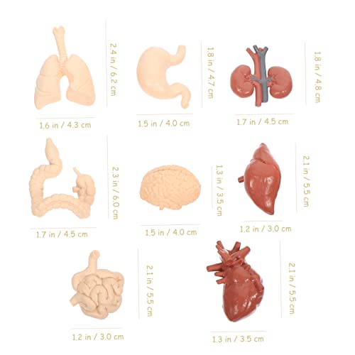2 Sets Human Visceral Model Human Teaching Aid Human Torso Body Model Human Internal Organs Model Human Body Model Torso and Skeleton Models Anatomy Mannequin PVC Child Major Suite