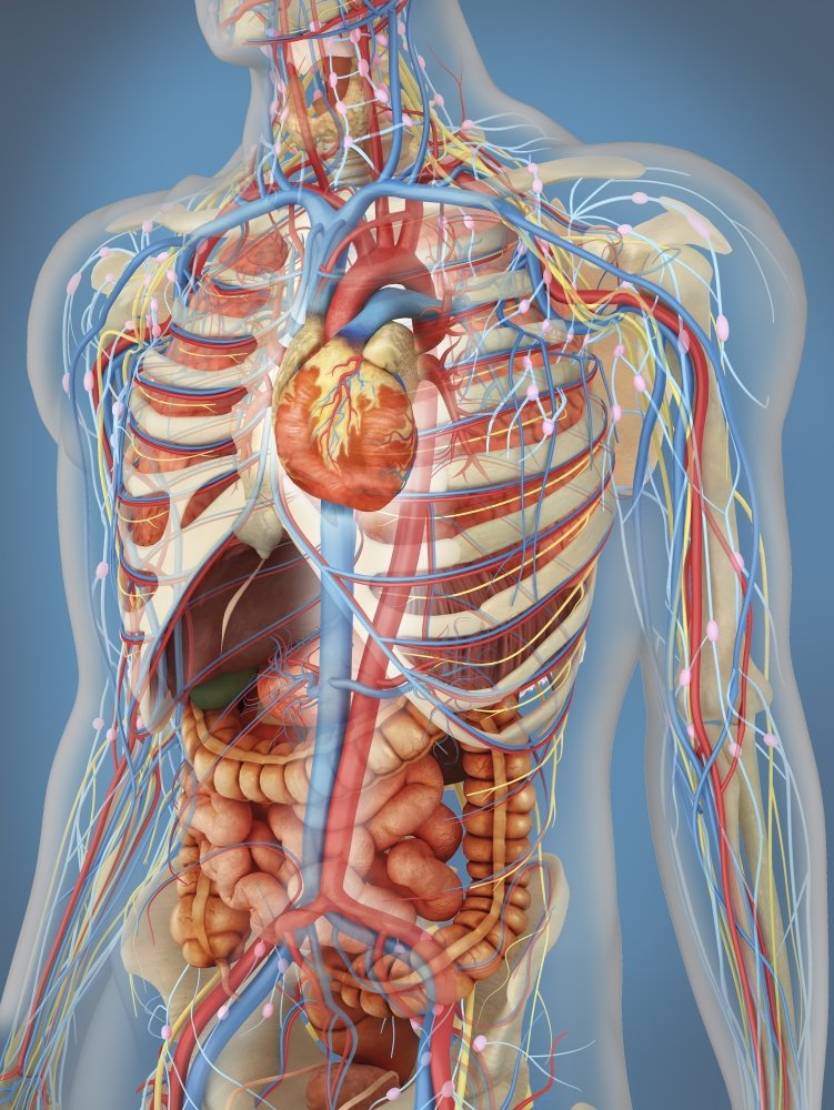 Posterazzi Transparent human body showing heart and main position with internal organs nervous lymphatic circulatory system. Poster Print, (25 x 33)