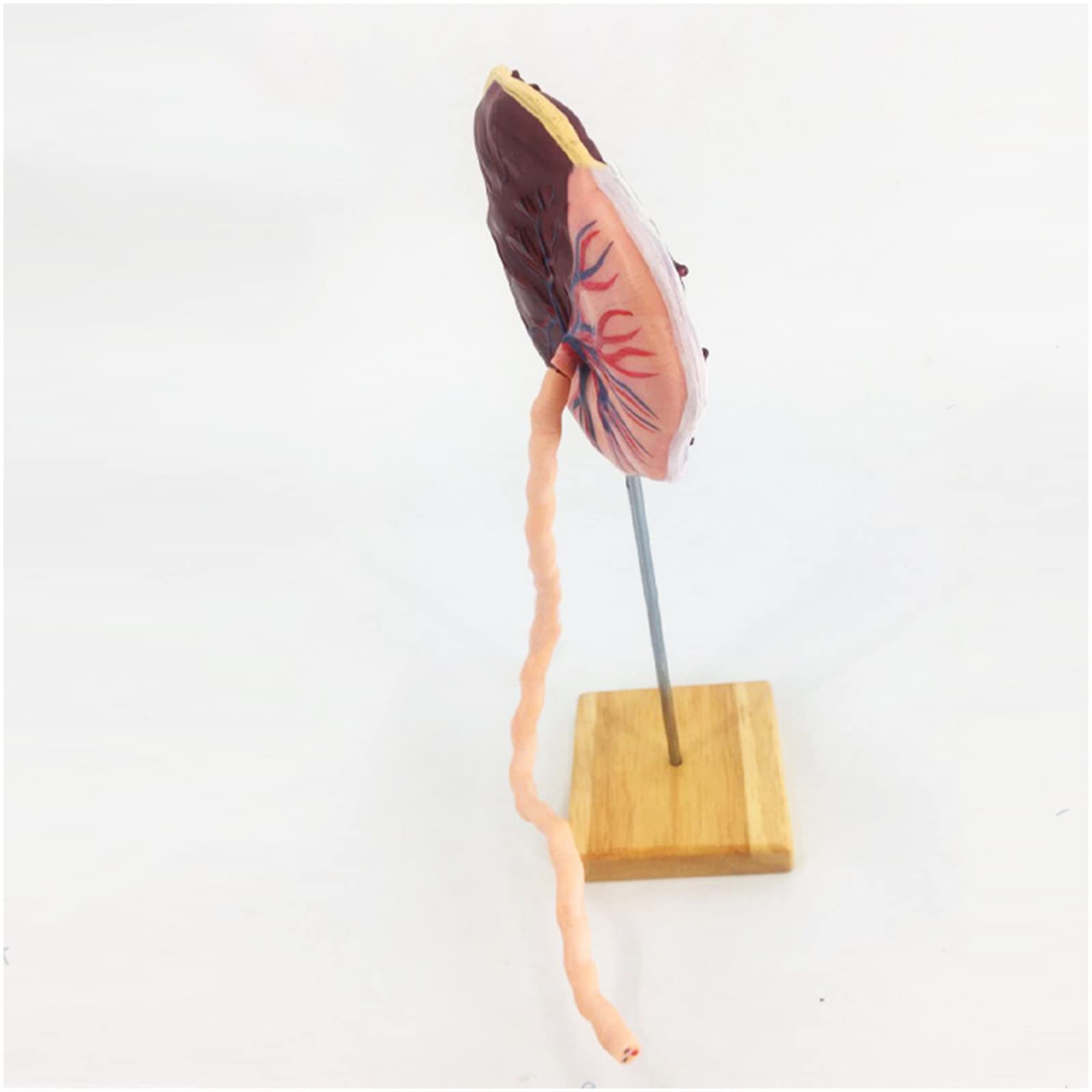 KH66ZKY Human Placenta Umbilical Cord Model - Reproductive System Anatomical Model - Human Internal Organs Medical Educational Training Aid