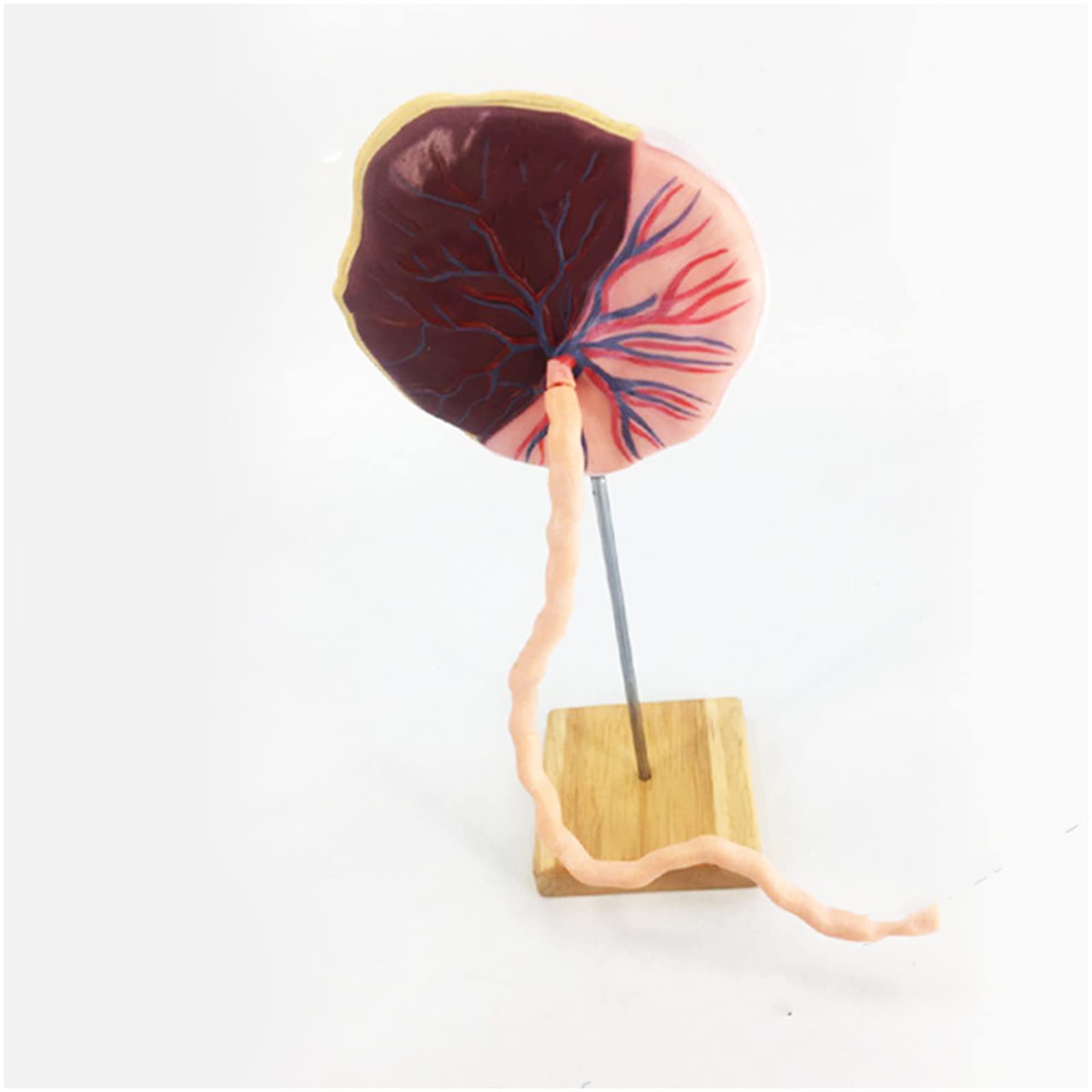 KH66ZKY Human Placenta Umbilical Cord Model - Reproductive System Anatomical Model - Human Internal Organs Medical Educational Training Aid